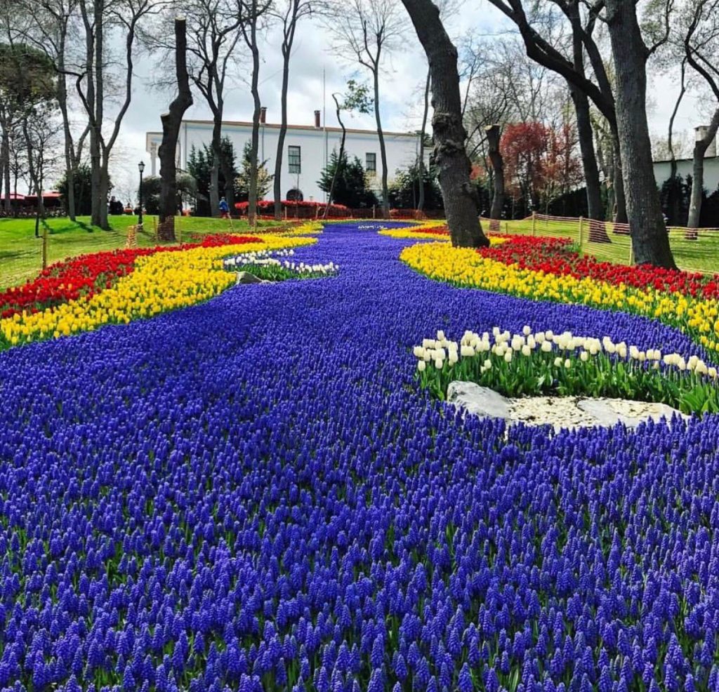 FESTIVAL TULIPS – Melancong Ke Turki